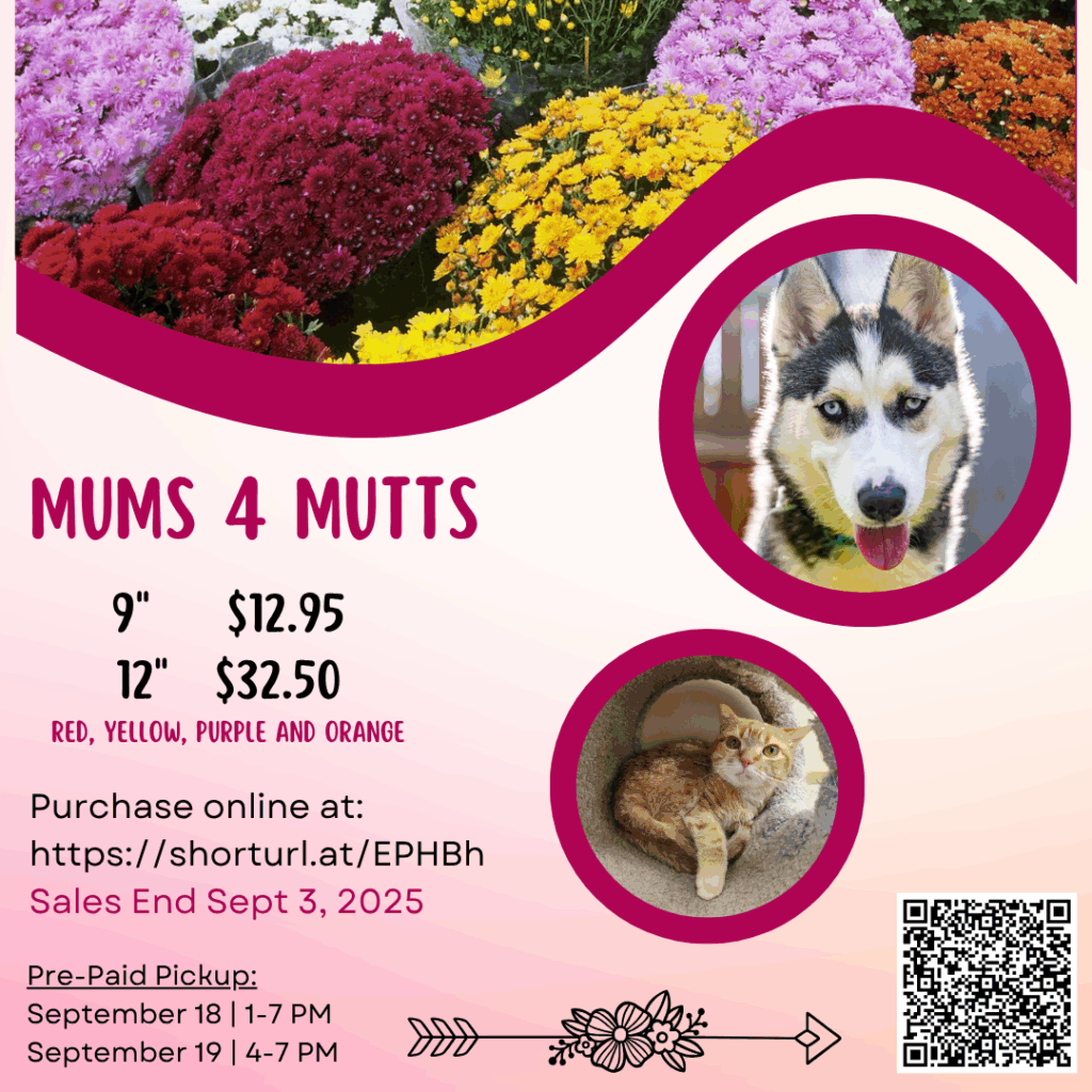 A.D.O.P.T. Pet Shelter » Giving Every Pet A Second Chance